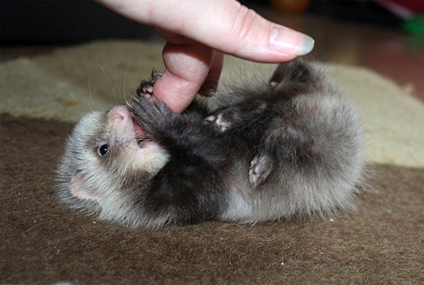 Baby Ferrets