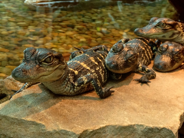 Baby Alligators