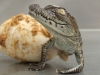 Baby Alligators