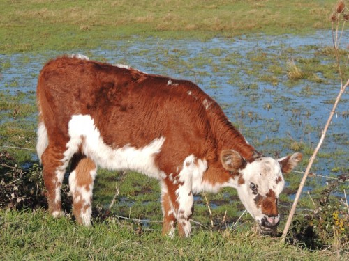 Baby Cows and Calves