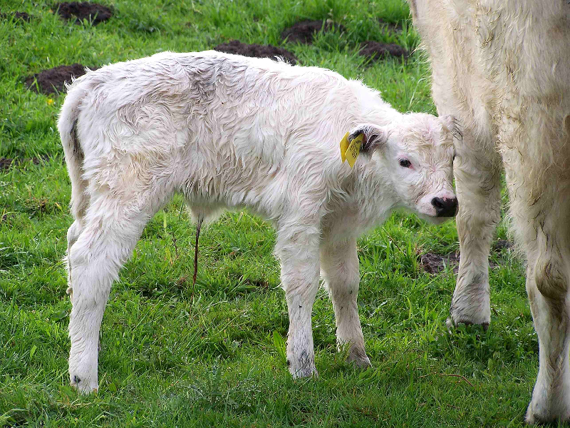 Baby Cows and Calves