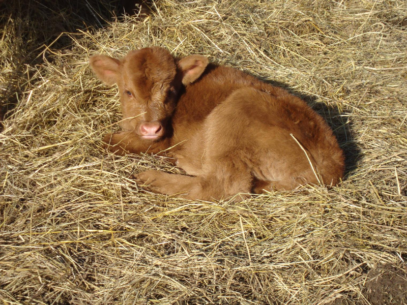 Baby Dairy Calves