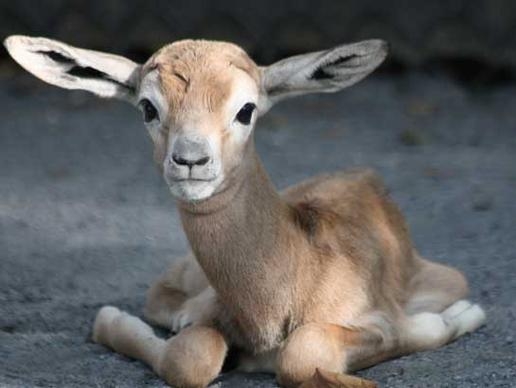 Baby Gazelle