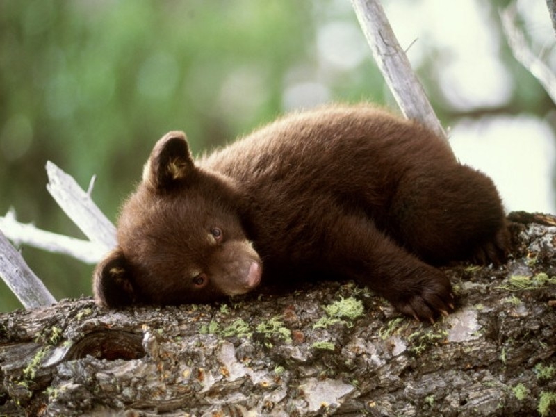Grizzly Bears