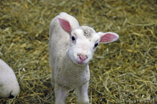 Baby Lamb