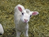 Baby Lamb