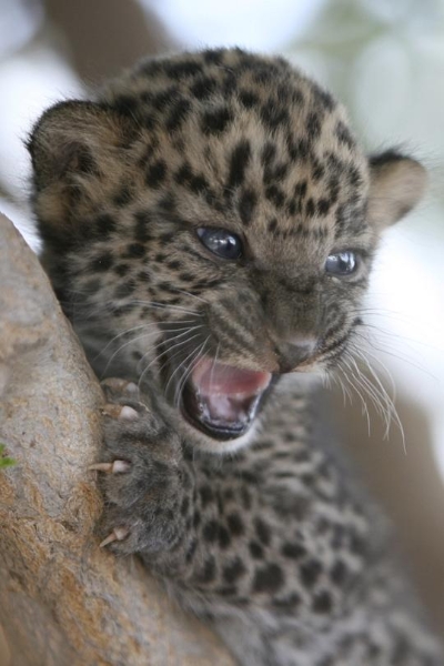 Baby Leopards