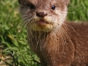 Baby Otters
