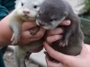 Baby Otters