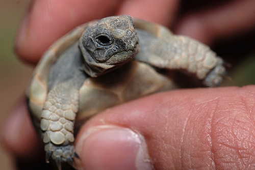 Baby Tortoise on Critter Babies