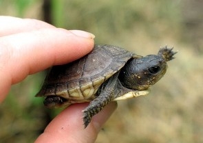 Baby Turtles