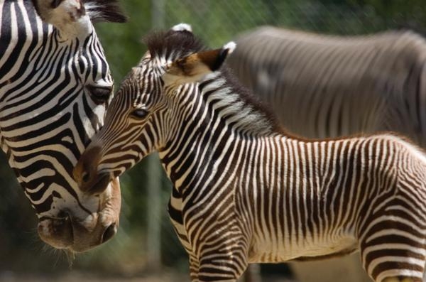 Baby Zebras