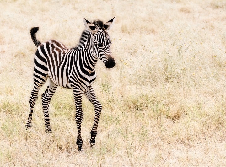 Baby Zebras