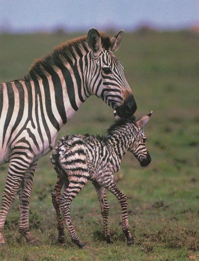 Baby Zebras