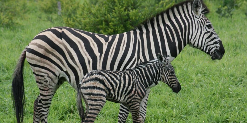 Baby Zebras