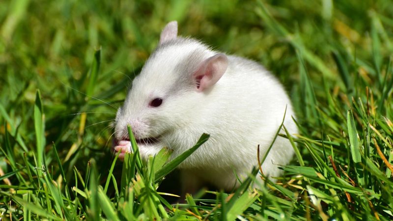 baby-white-mouse-pup-in-grass | Critter Babies