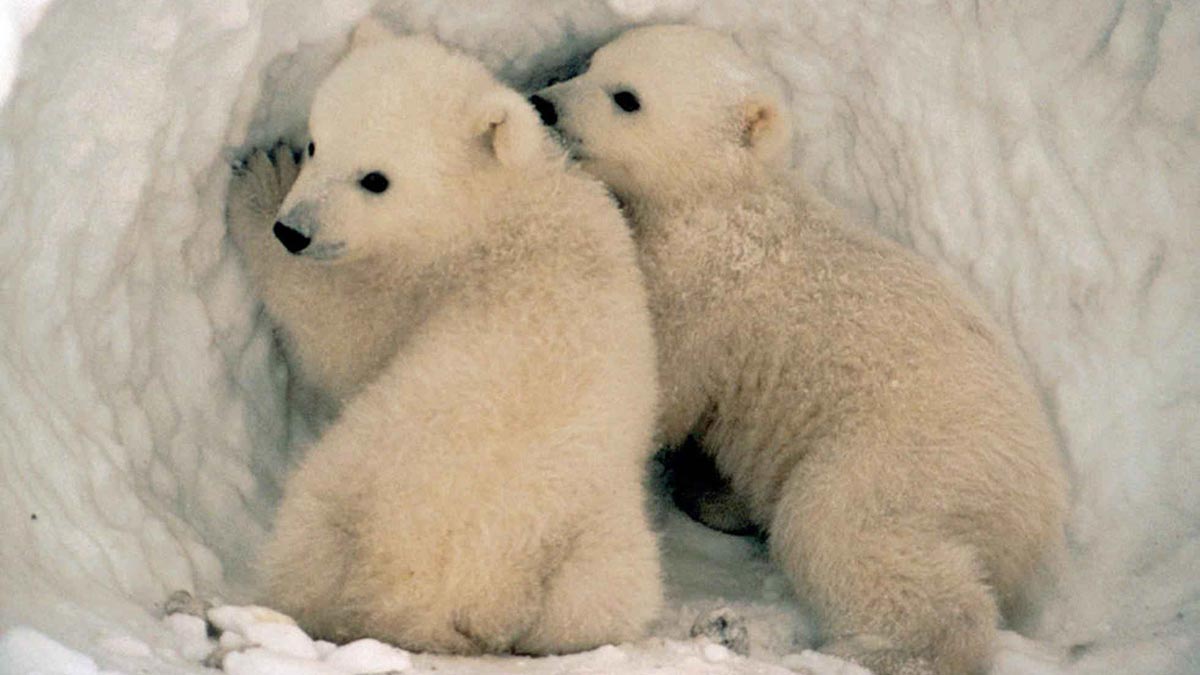 Baby Polar Bears Baby Polar Bears