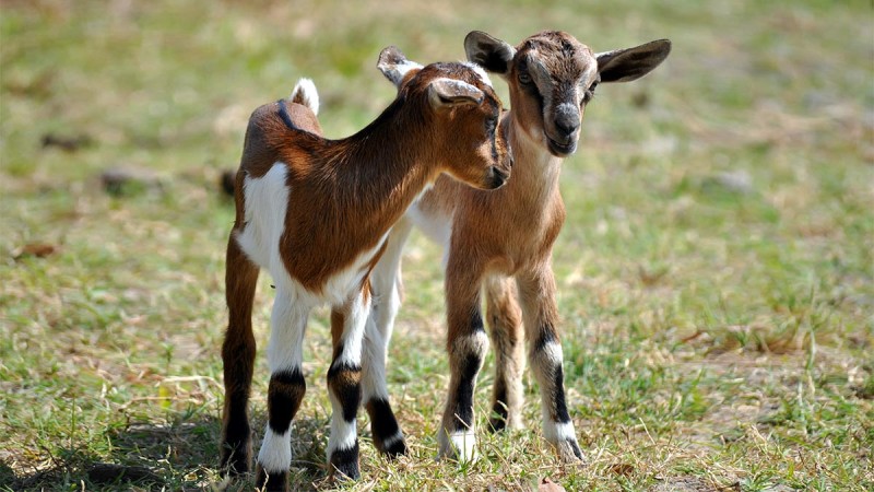Goat | Critter Babies
